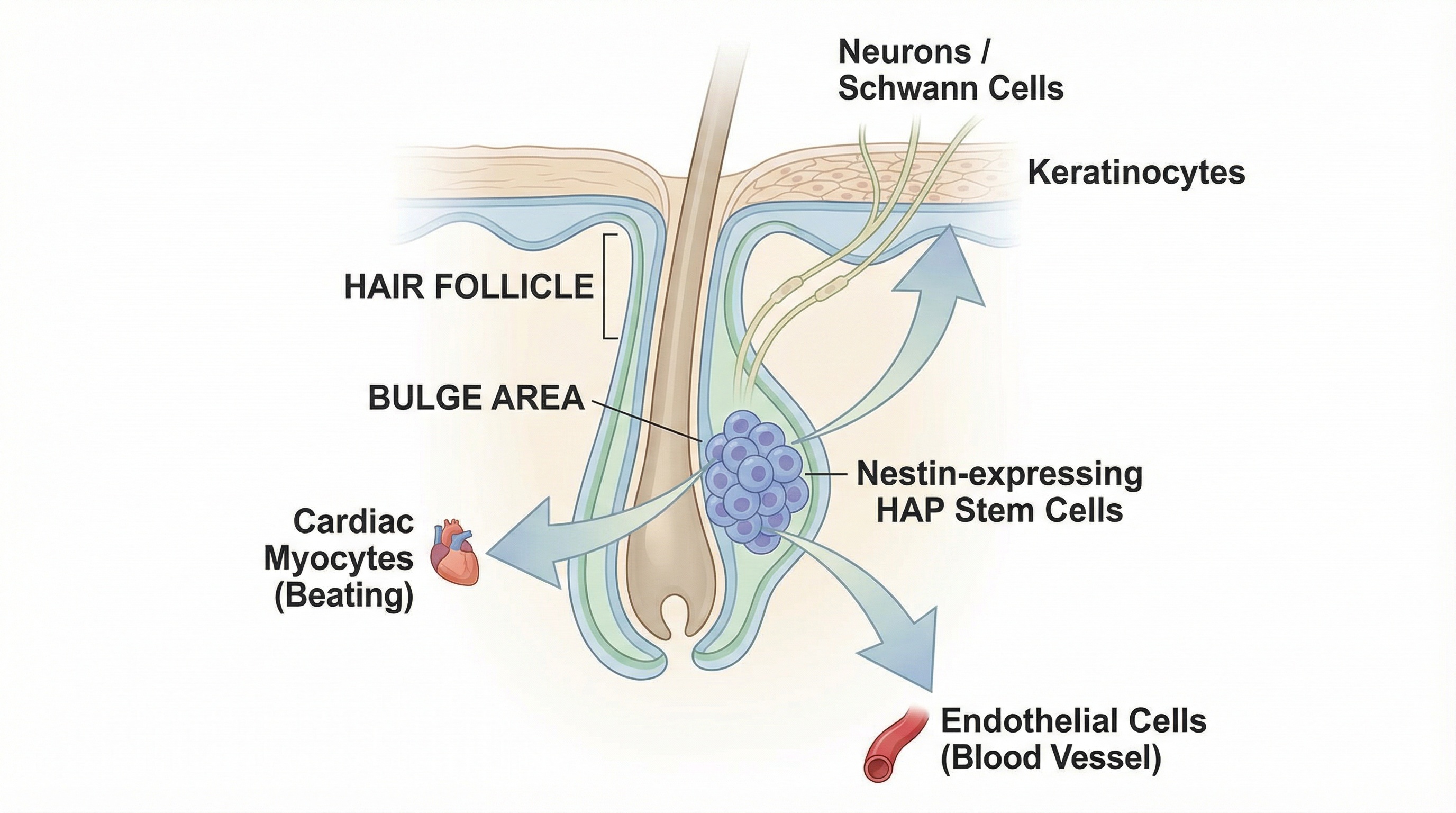 Hair follicle-associated-pluripotent (HAP) stem cells - Research ...